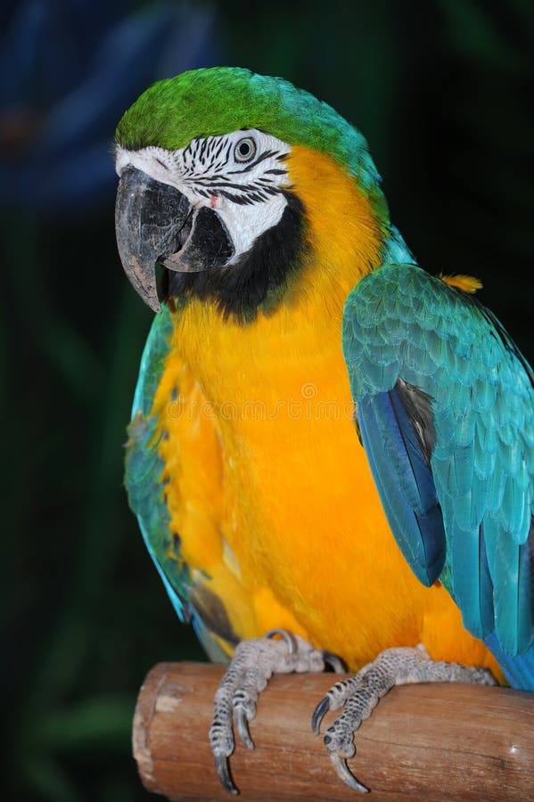 Portrait of a parrot stock photo. Image of parrot, holiday - 20704484