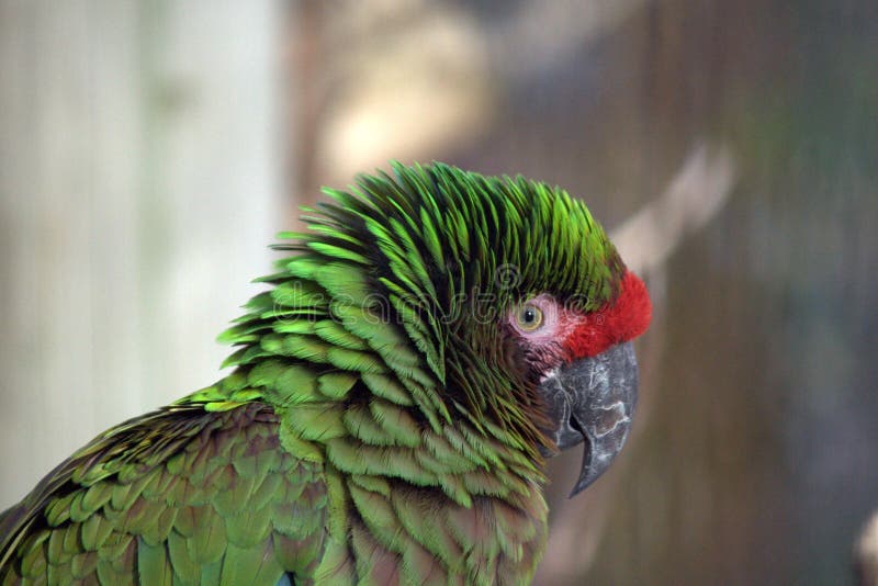 Portrait of parrot bird stock photo. Image of parrot - 154309594