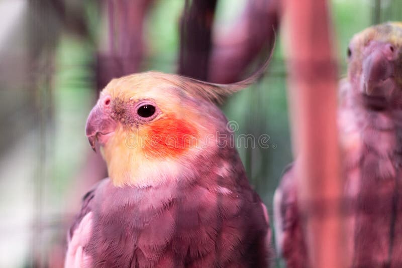 Portrait of a Parrot in a Cage. Beautiful Yellow Gray Parrot with Red ...