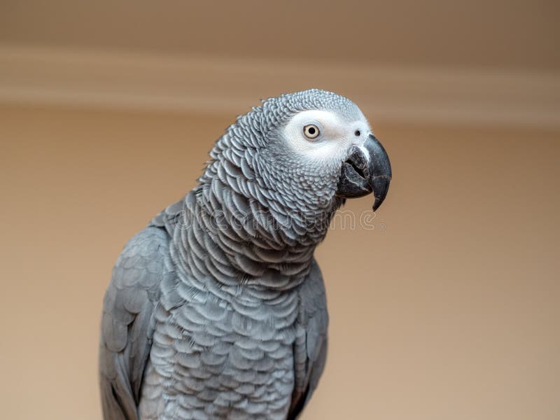 Portrait of a parrot stock photo. Image of portrait - 245705826