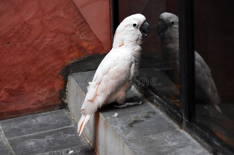 Portrait of a Parrot on a Tree Stock Photo - Image of bright, looking ...
