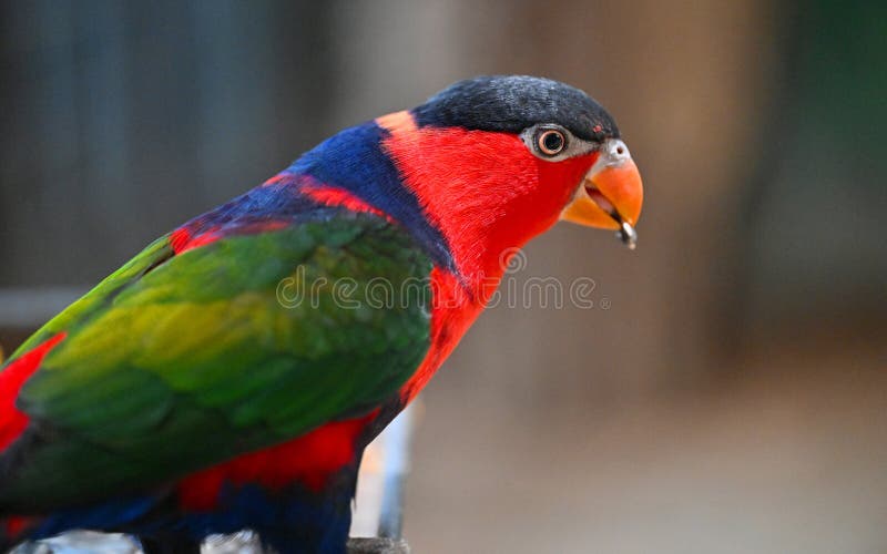Portrait of parrot stock image. Image of bird, portrait - 311772633