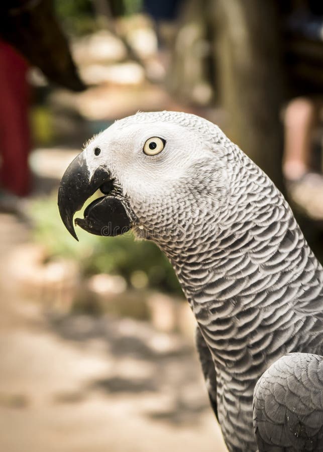 Portrait of parrot bird stock photo. Image of parrot - 154309594