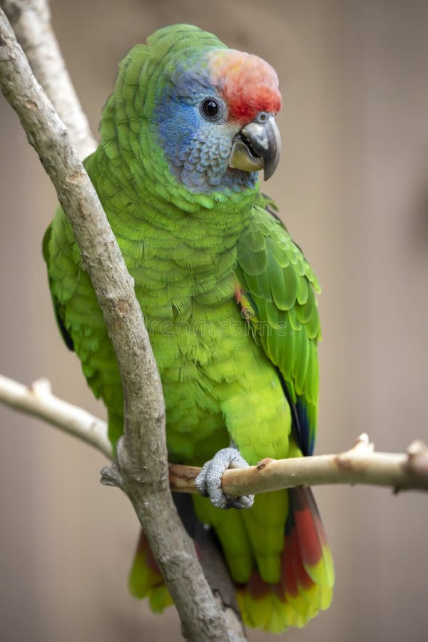 Portrait of Parrot of Red-tailed Amazon Stock Photo - Image of beak ...