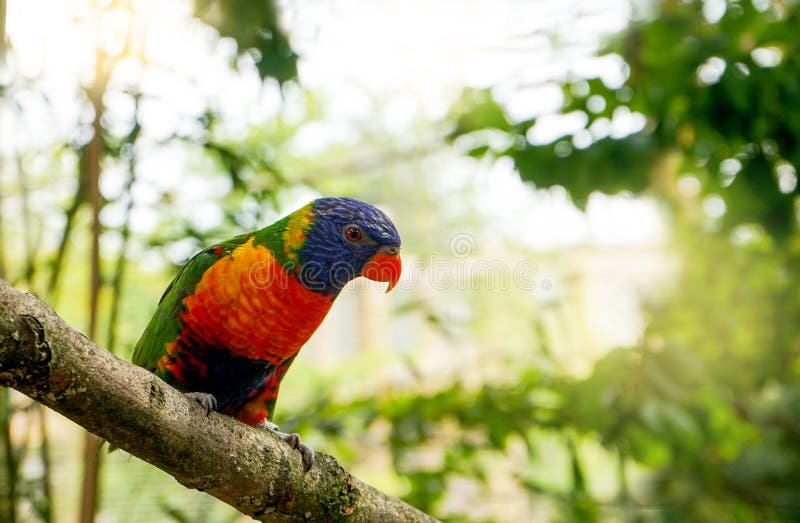Portrait of parrot stock image. Image of tropical, portrait - 97036363