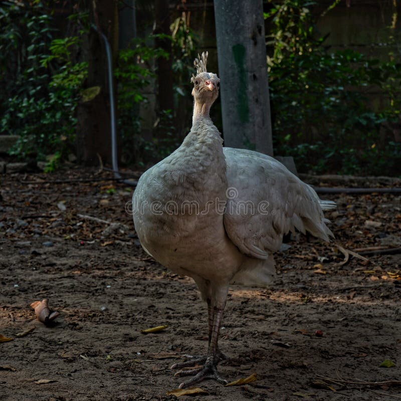 Portrait of pea hen stock photo. Image of bird, duck - 213243836