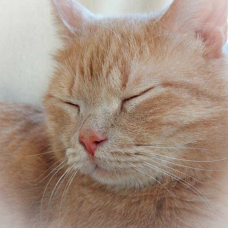 Top View on a Peach-colored Plush Cat Lying on a Gray Carpet Stock ...