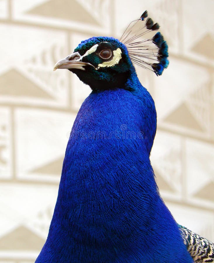Peacock Profile Stock Photos - Download 1,393 Royalty Free Photos