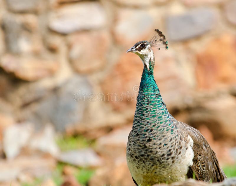 Portrait of a Peahen stock image. Image of backgound - 29368575