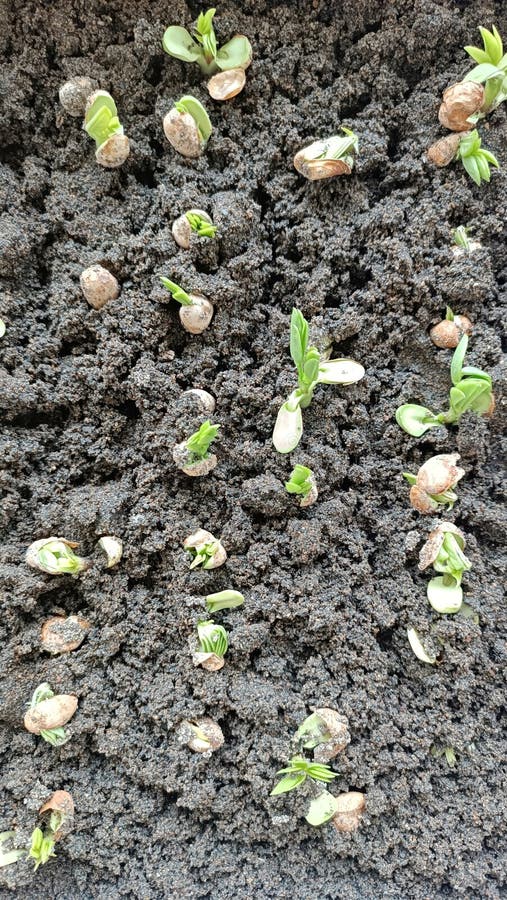 Portrait of Peanut Seed Germination in Sand Test Medium Stock Photo ...