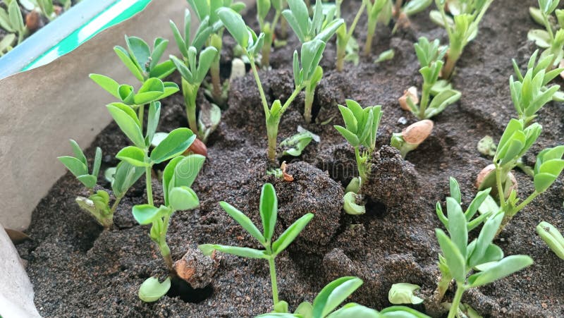 Portrait of Peanut Seed Germination in Sand Test Medium Stock Image ...