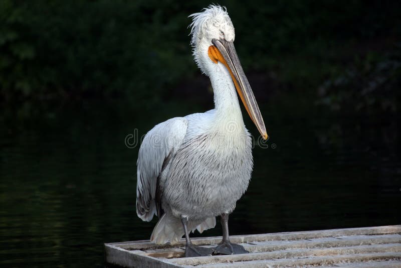 Portrait of a Pelican Standing by the Water Stock Photo - Image of ...