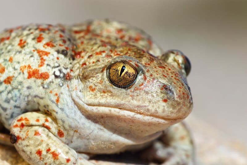 Spade Foot Toad - Pelobates Fuscus Stock Image - Image of animal, frog ...