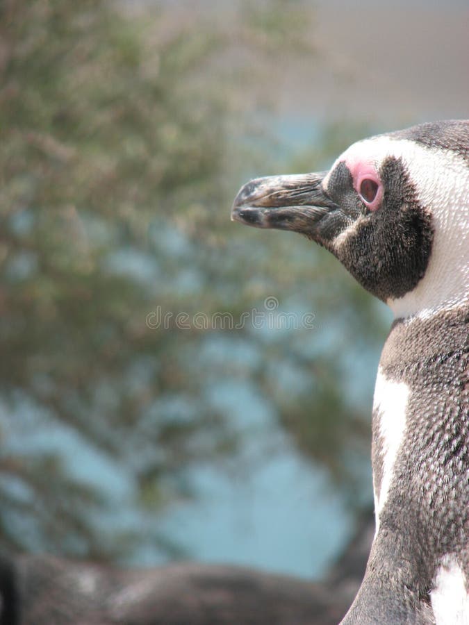 Portrait of a Penguin stock photo. Image of city, dandilion - 217636610