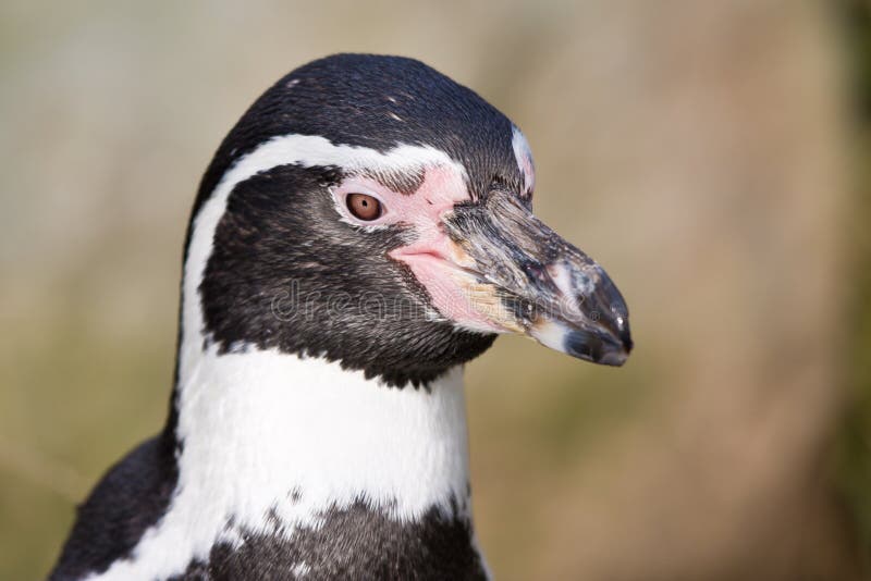 Penguin portrait stock photo. Image of antartica, species - 10568528