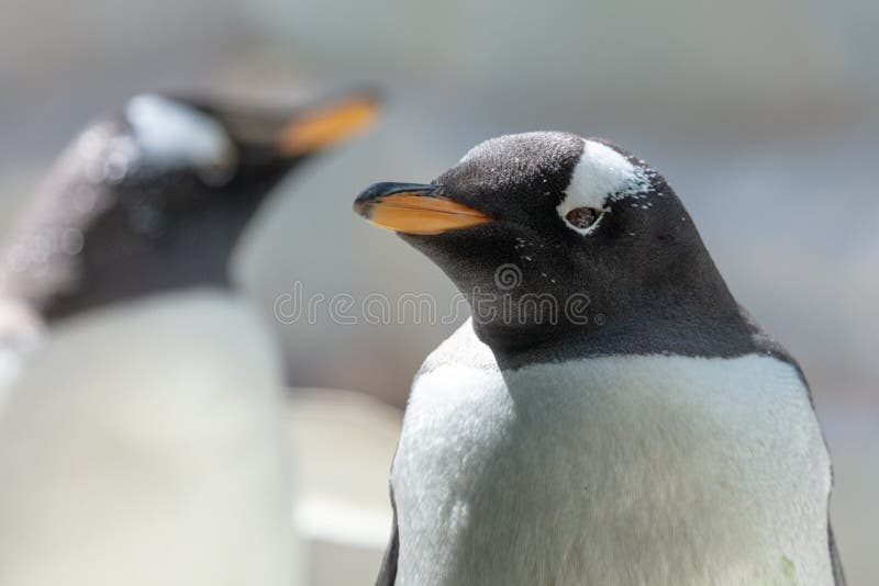 Portrait of a Penguin in the Nature Stock Photo - Image of antarctic ...