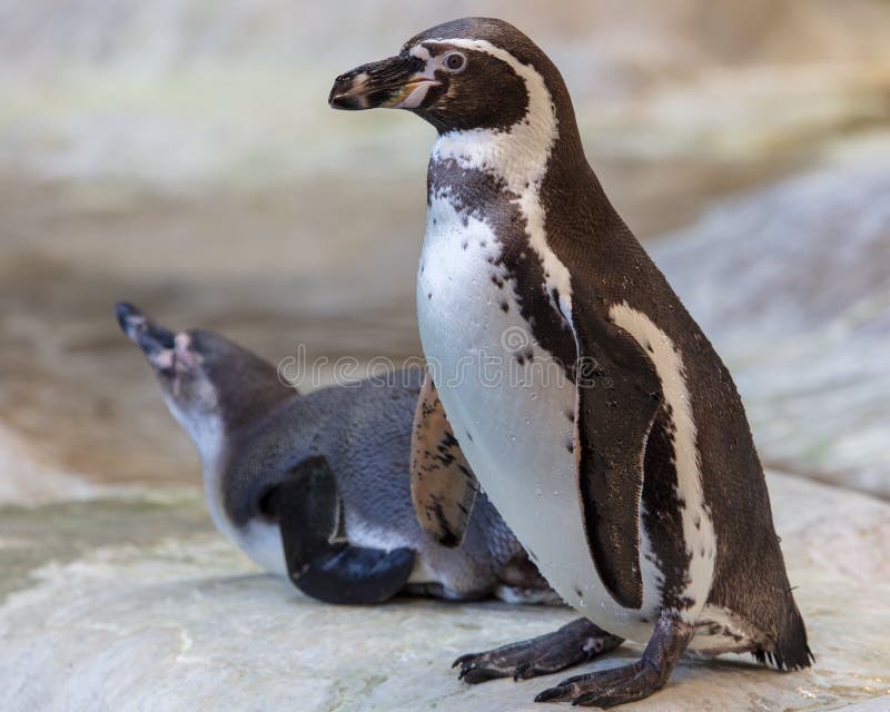 Portrait of a Penguin in the Nature Stock Image - Image of bird ...