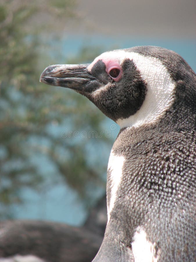 Portrait of a Penguin on the Grass Stock Image - Image of natural ...