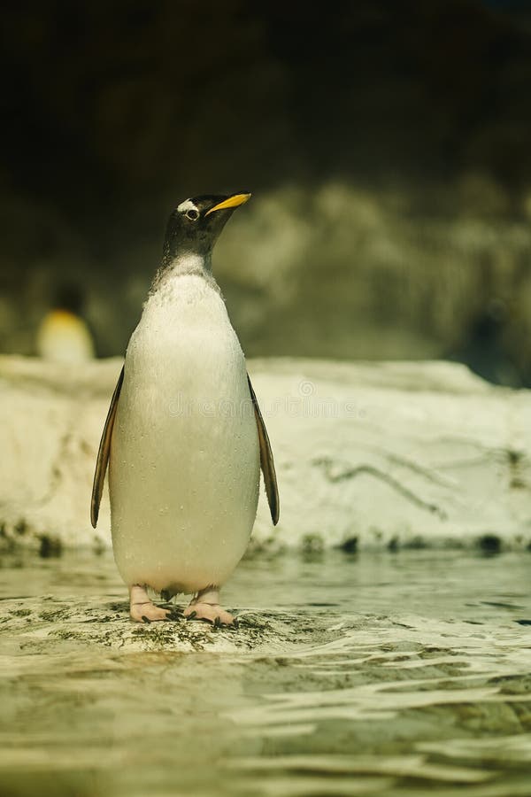 Portrait of a Penguin stock image. Image of false, hill - 217636615