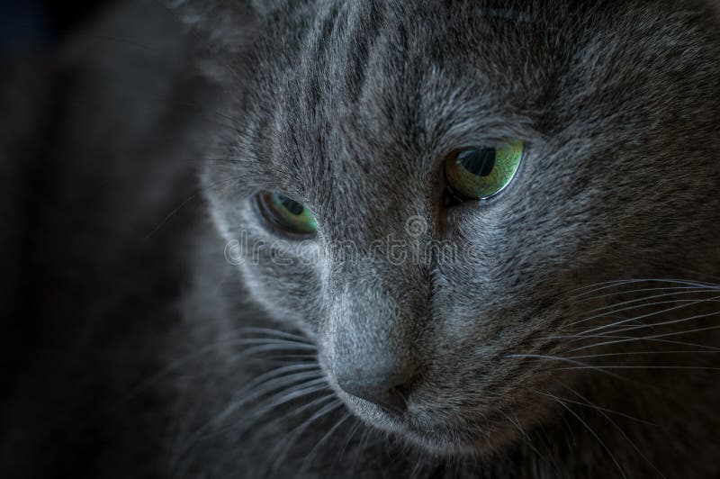 Portrait of a pensive cat stock photo. Image of portrait - 53523500