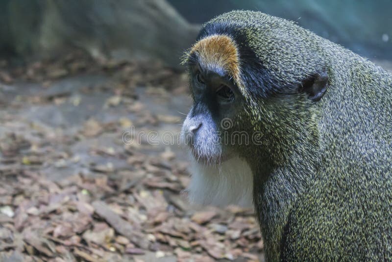 Portrait of a Pensive Sad Monkey Stock Photo - Image of primate ...