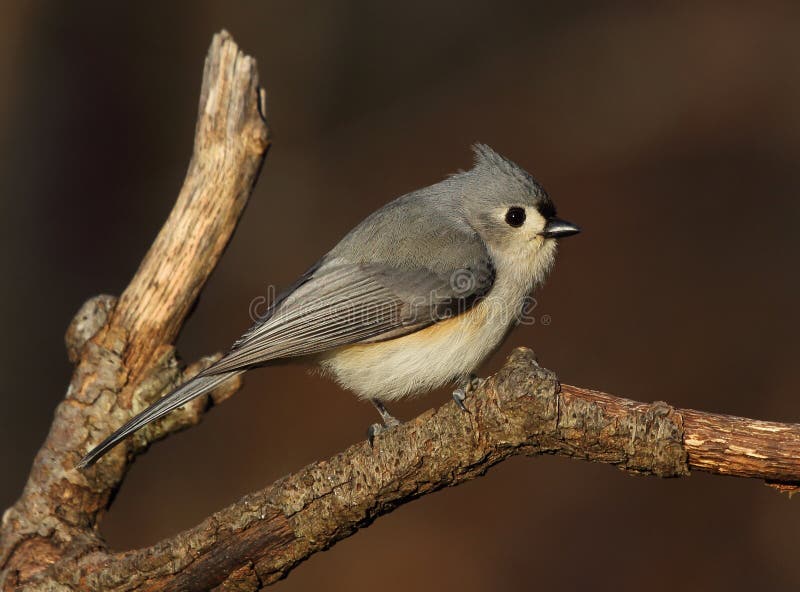 Tufted Titmouse Perched On Branch Stock Photo - Image of natural ...