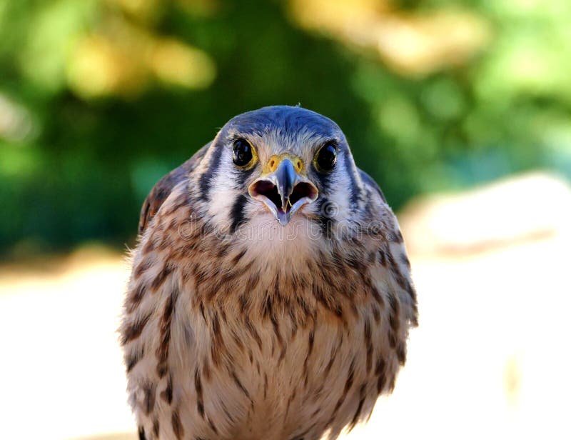 Portrait of a Peregrine Falcon Stock Image - Image of falcon, gaze ...