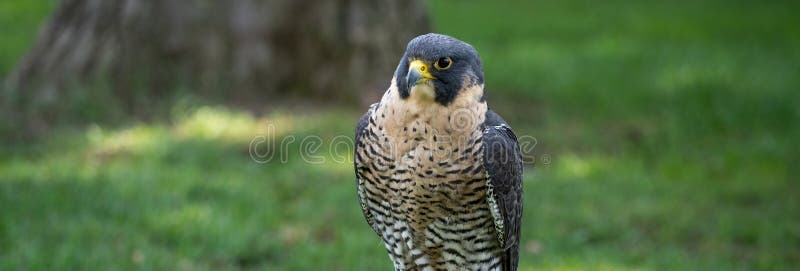 Portrait of a Peregrine Falcon Raptor Bird Stock Image - Image of ...