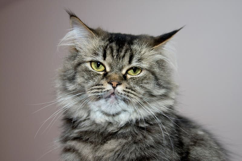 Angry Persian cat stock photo. Image of persian, cute - 14057810