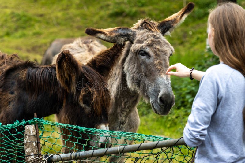 Portrait of a Person Touching a Donkey Editorial Stock Image - Image of ...