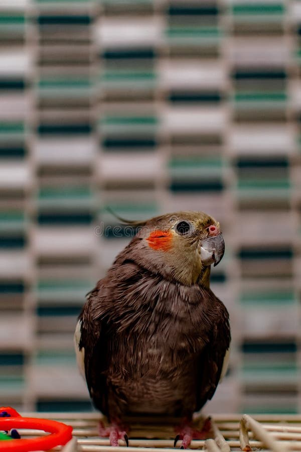 Portrait of a Pet Cockatiel after Taking a Bath. Stock Photo - Image of ...