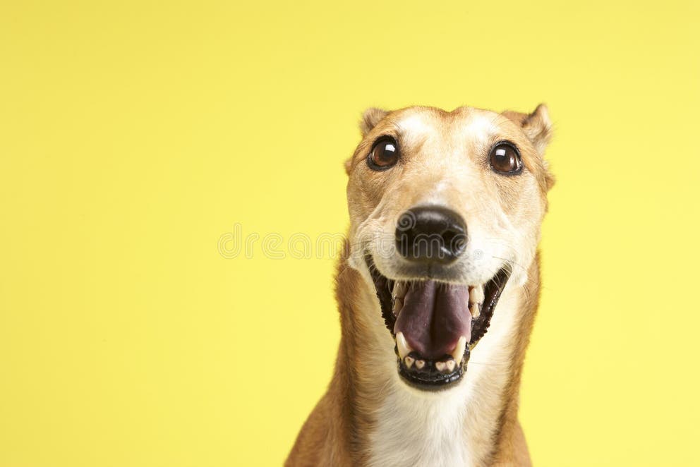 Portrait of Pet Greyhound stock image. Image of obedient - 10001623