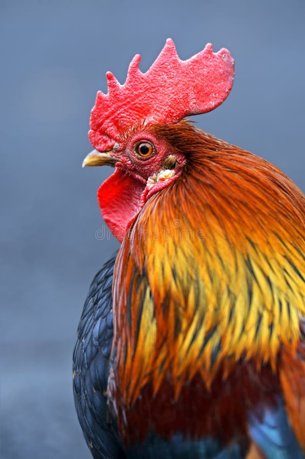 Portrait pet rooster stock image. Image of colorful, young - 36883089