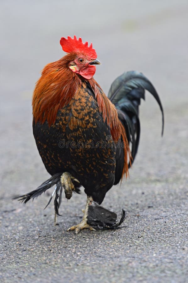 Portrait pet rooster stock image. Image of colorful, young - 36883089