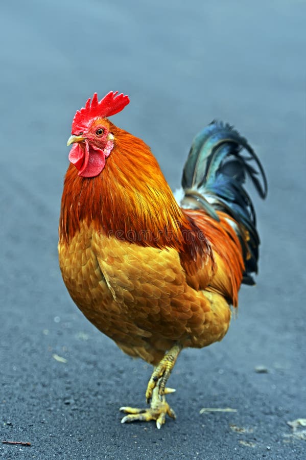Rooster or stock photo. Image of fowl, nature, livestock - 44256720
