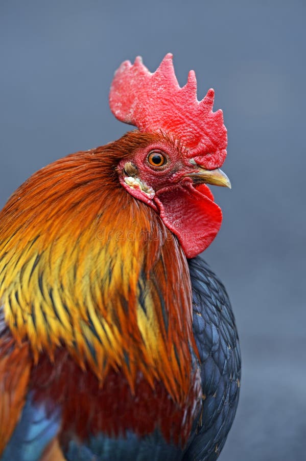 Portrait pet rooster stock image. Image of colorful, young - 36883089