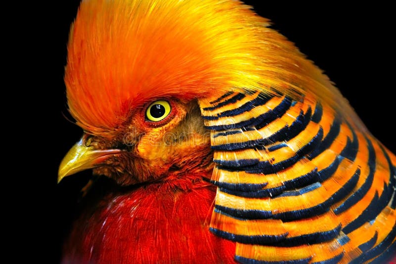 Portrait of a pheasant. stock photo. Image of black, background - 47798552