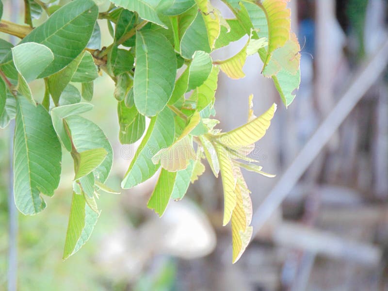 Portrait Photo of a Guava Tree that Has Not yet Produced Fruit in the ...