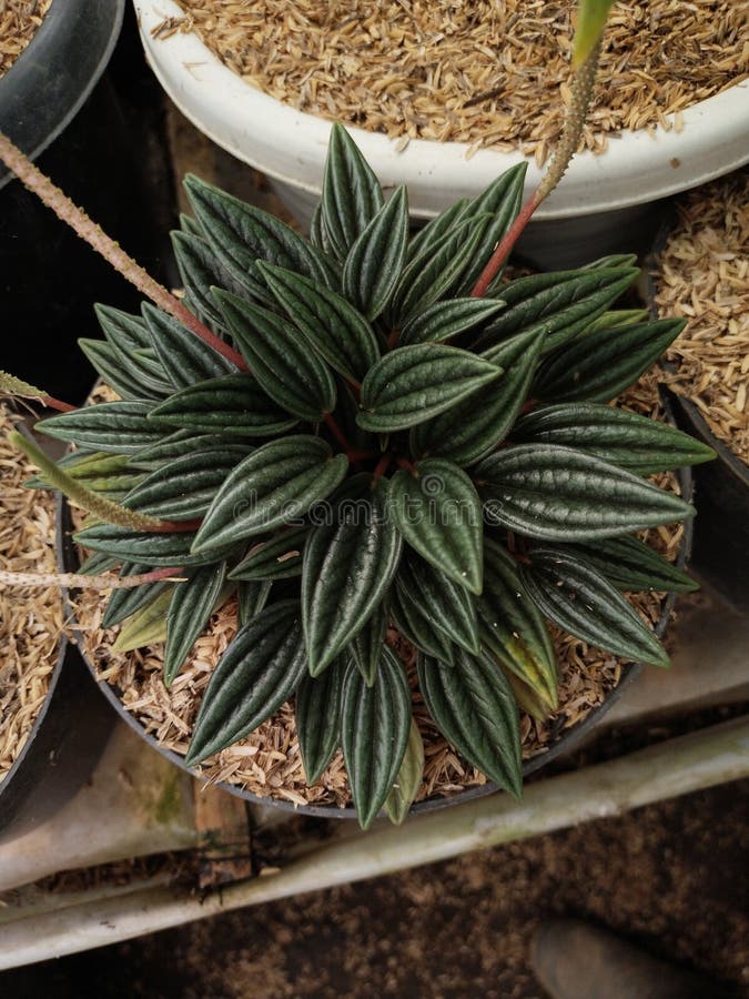 Portrait Photo of Old Wall, Very Classic, Great for Background Stock ...