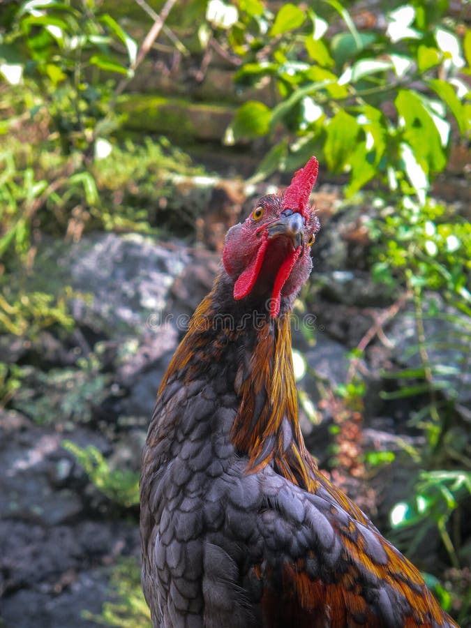106 Chicken Facing Camera Stock Photos - Free & Royalty-Free Stock ...