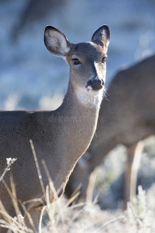 Portrait Photograph Of Whitetail Doe Stock Image - Image of food ...