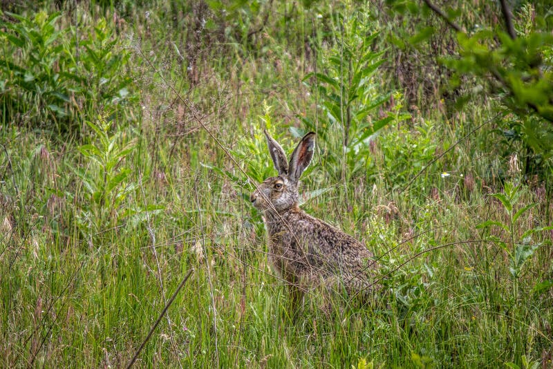 Portrait Photography of Wild Rabbit in Field Stock Image - Image of ...