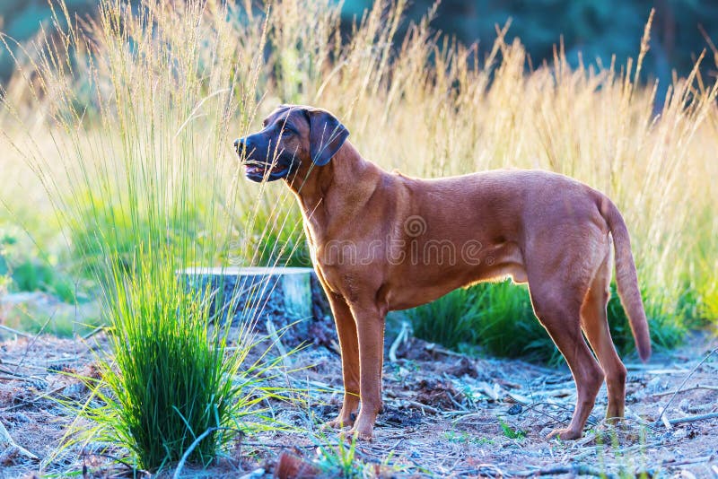 Portrait of a Rhodesian Ridgeback on a Clearing Stock Image - Image of ...