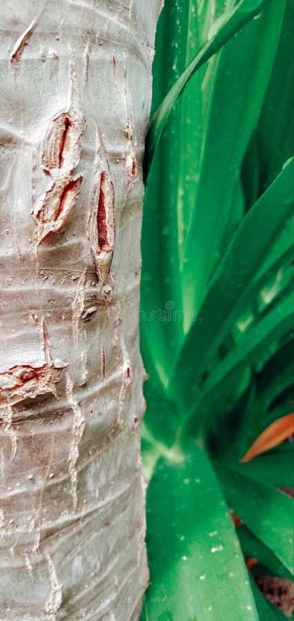 Portrait Picture Side by Side of Stem and Palm Tree Leaves Stock Photo ...