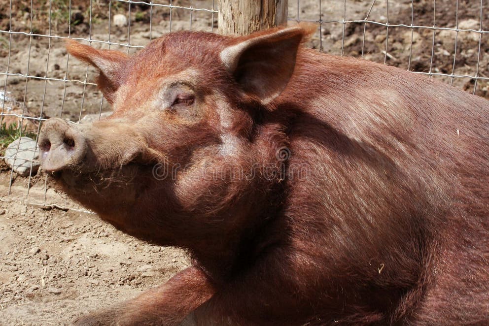 Portrait of a pig stock photo. Image of ungulate, captive - 4850890