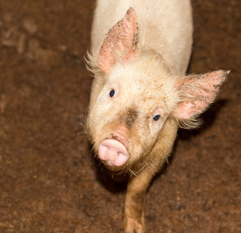 Portrait of a Pig on a Farm Stock Photo - Image of fence, leaning ...