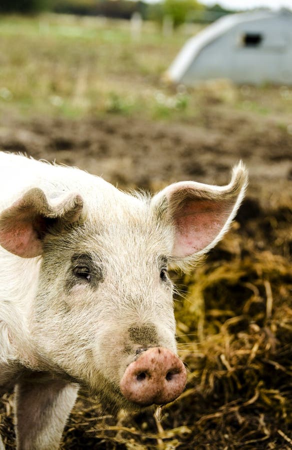Portrait of a Pig from Organic Farm Stock Photo - Image of farming ...