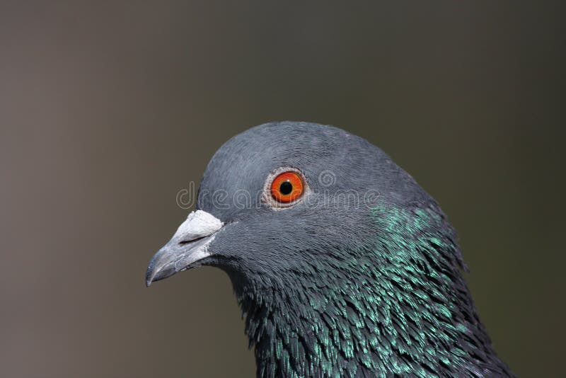 Pigeon, Culver Bird Frontal Portrait Stock Image - Image of blue, gray ...