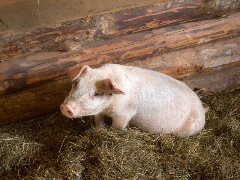 Portrait of a piglet stock image. Image of piggy, livestock - 248842597
