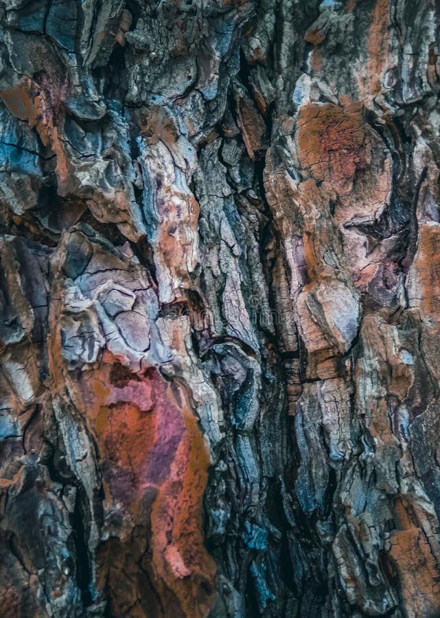A Portrait of Pine Bark that Has a Unique Texture Stock Image - Image ...